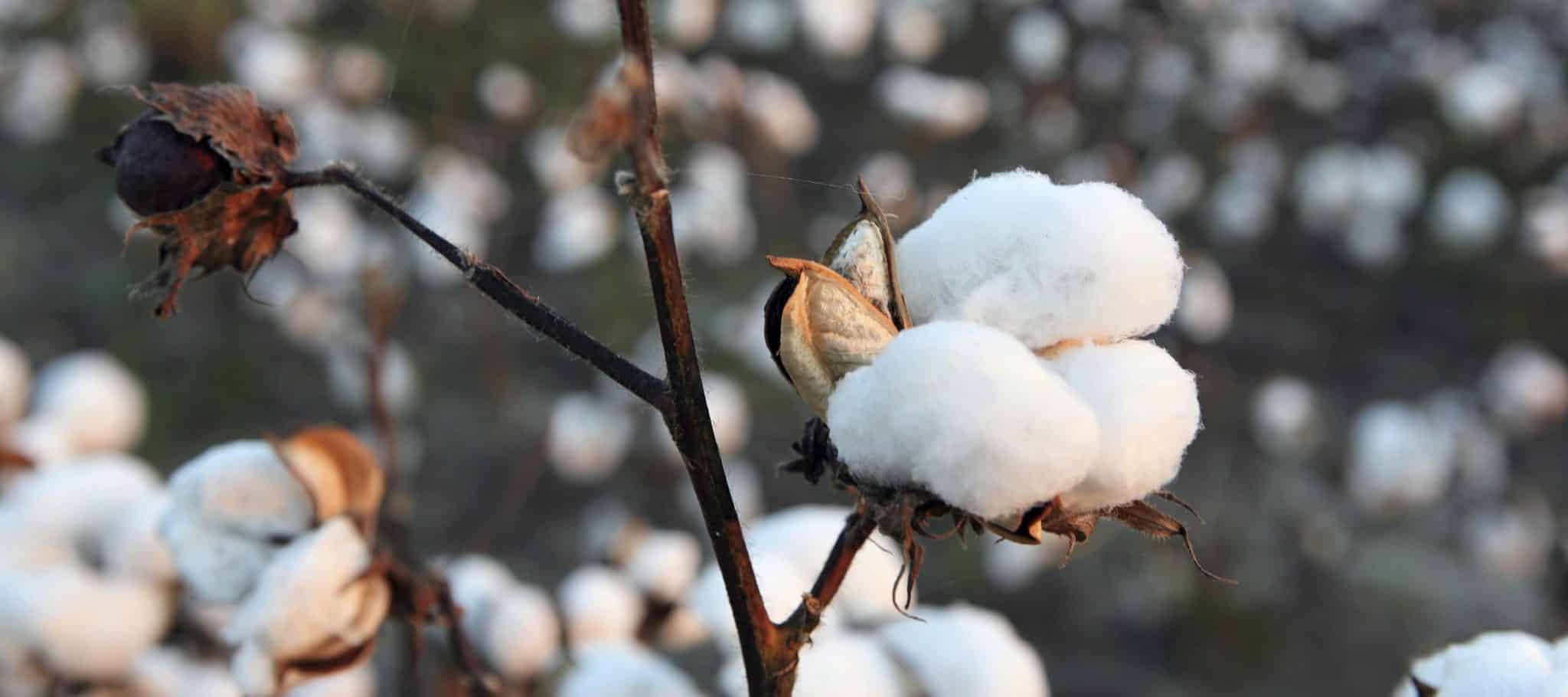 Liquid Fertilizer for Cotton | Apply Less, Expect More - AgroLiquid