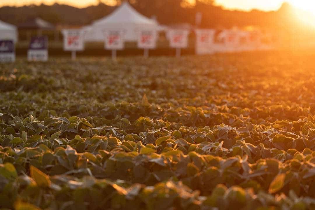 Unlocking potential with foliar potassium - AgroLiquid