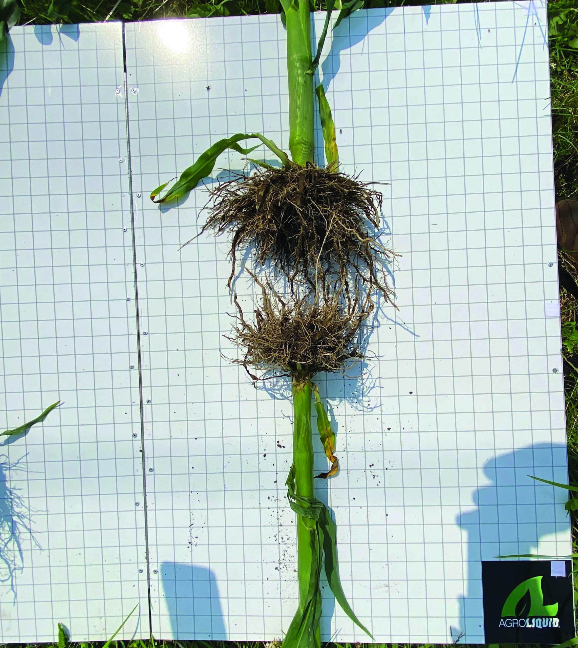 AgroLiquid and corn silage: More milk, better feed, higher profits ...
