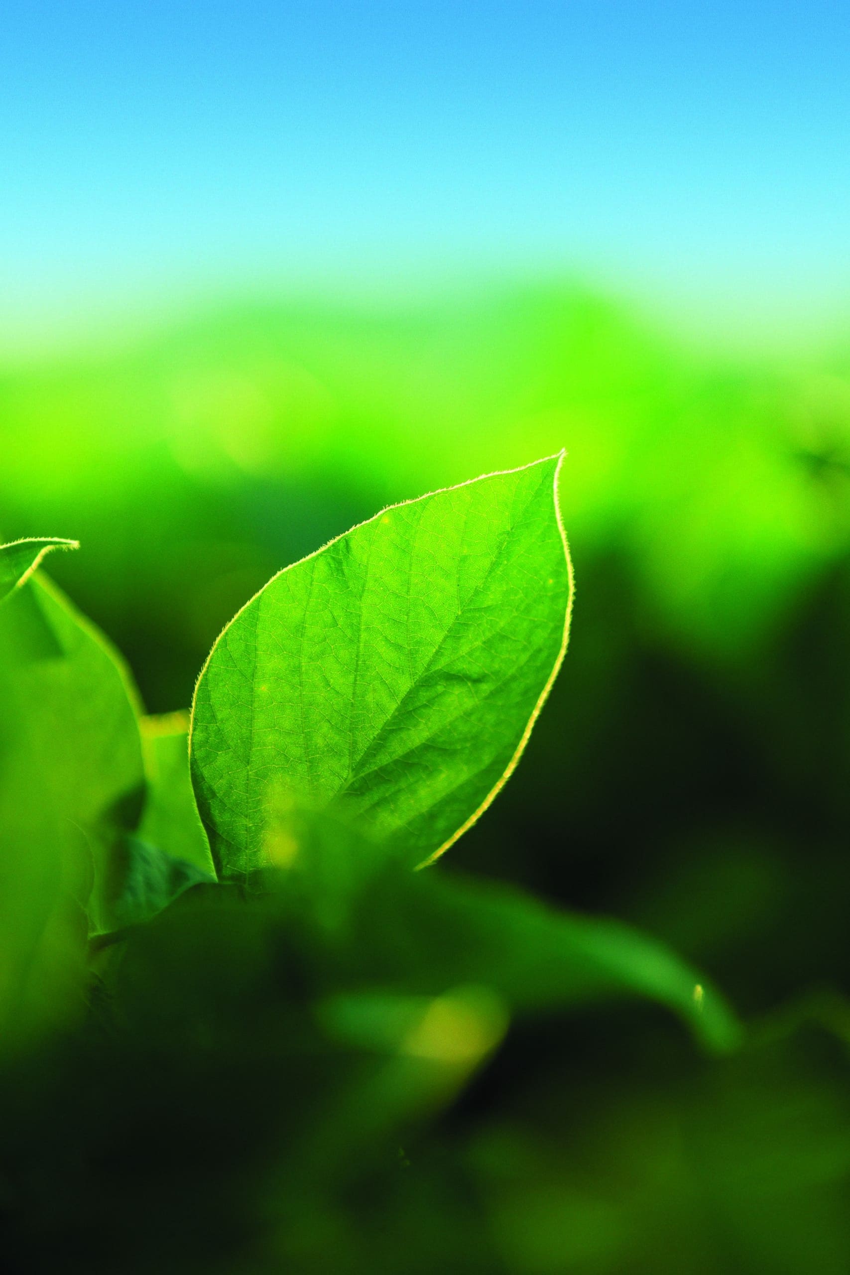 LiberateCa – Get Your Calcium - AgroLiquid