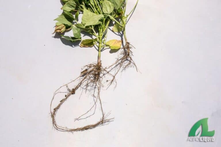 Calcium: Maximizing soybean yield - AgroLiquid