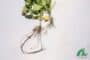 Calcium: Maximizing soybean yield - AgroLiquid